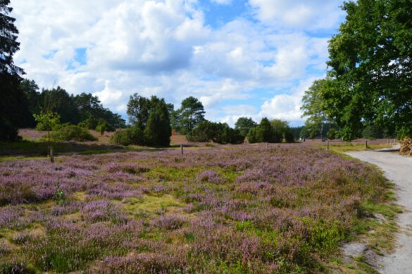 Heideblüte in der Lüneburger Heide ist wunderschön - Ari Sunshine