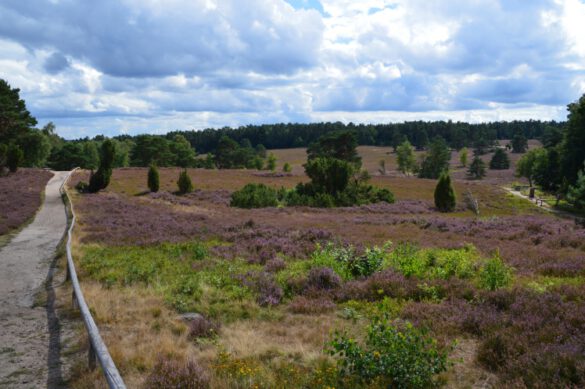Heideblüte in der Lüneburger Heide ist wunderschön - Ari Sunshine